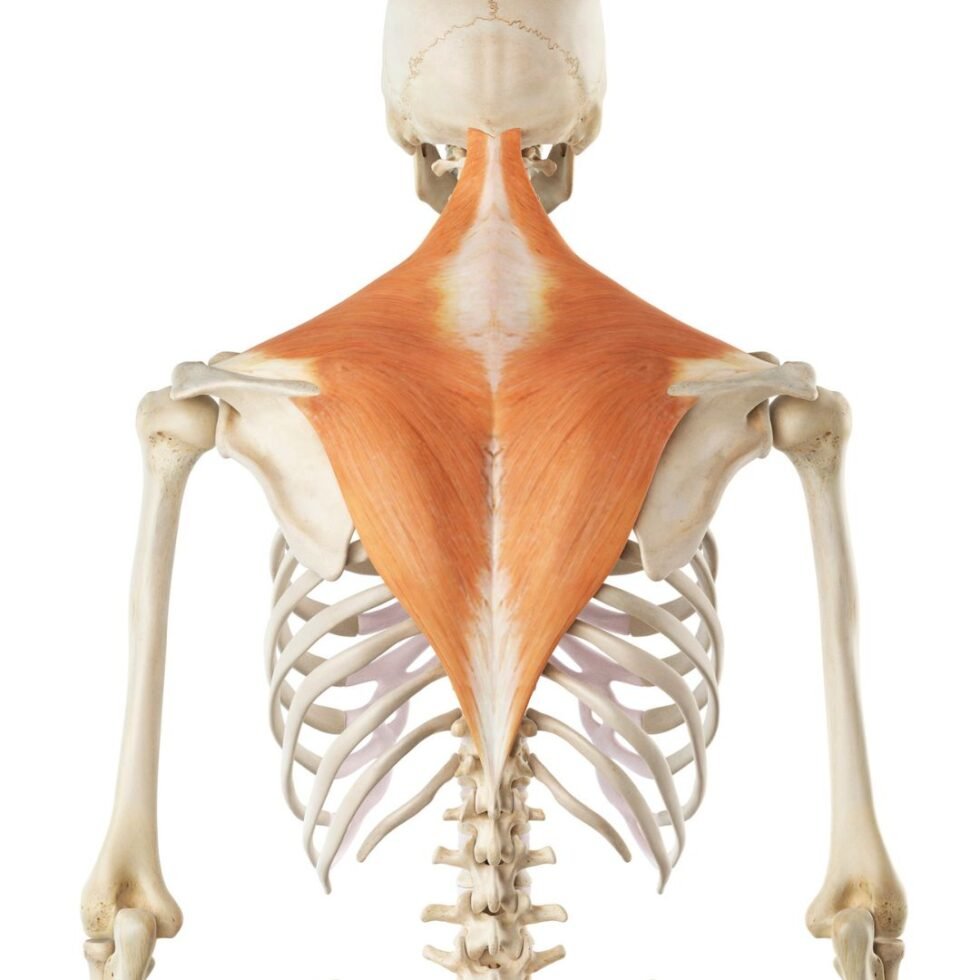 Triggerpoints nek - Core Release